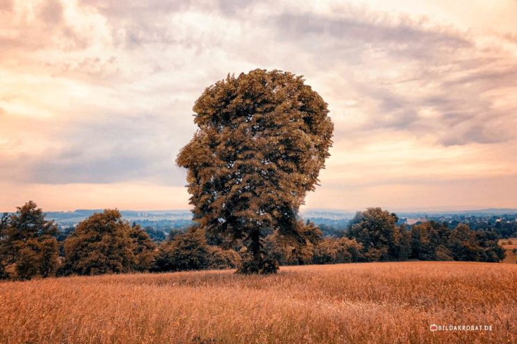 - fotografie - Der Kopfbaum im Staffpark. ? | Bildakrobat.de
